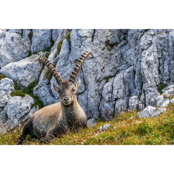 Alpen Home Ibex Sitting In Meadow by Andreasgaertner - Wrapped Canvas Print | Wayfair.co.uk